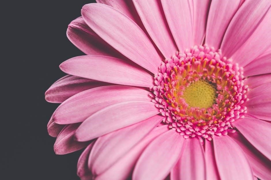 Daisy Flower Garden Journey: A Beautiful PDF Guide